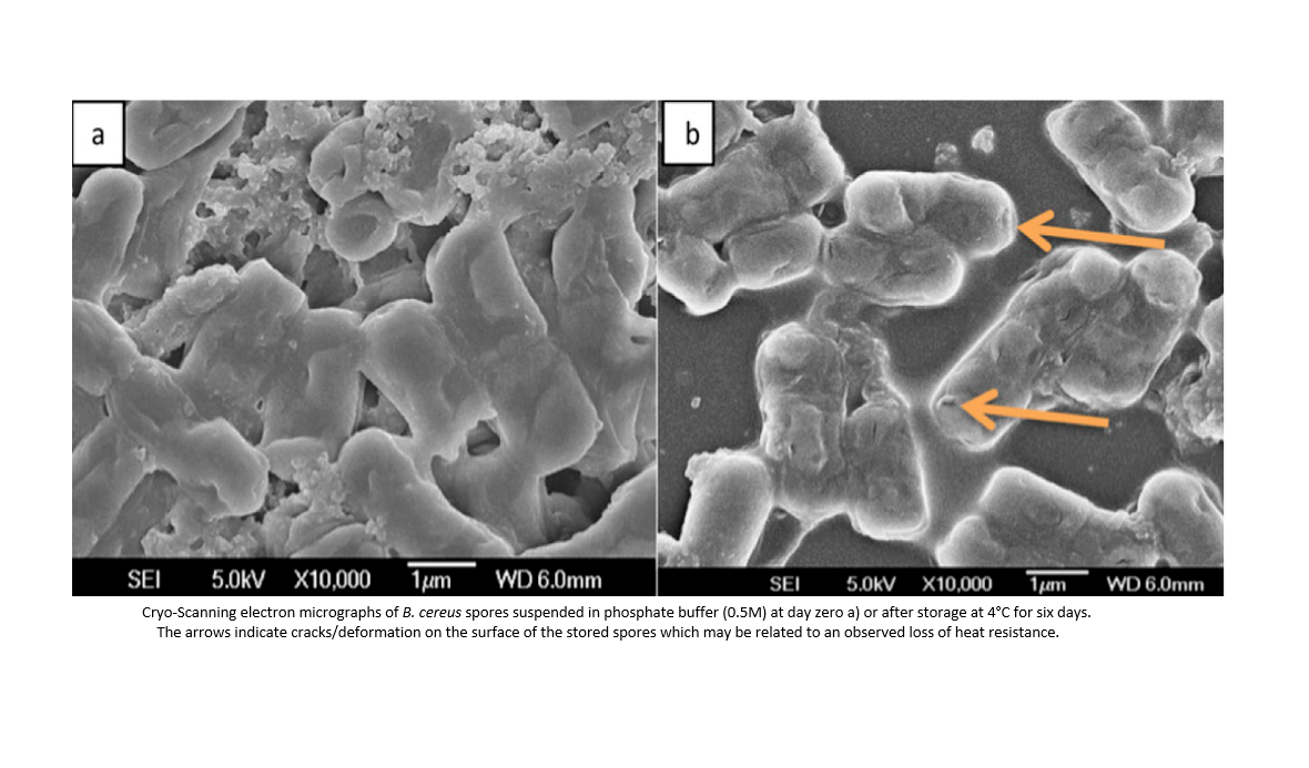 Developing strategies to control B. cereus spores in food | NZFSSRC